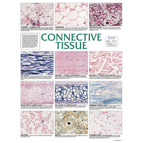 Connective Tissue Chart Prevention Awareness Promotional Products